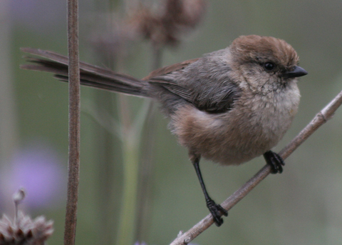 Avise's Birds of the World