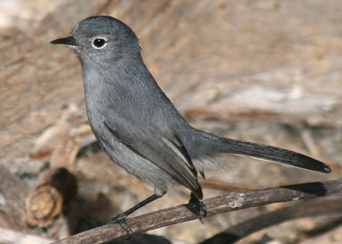 Avise's Birds of the World