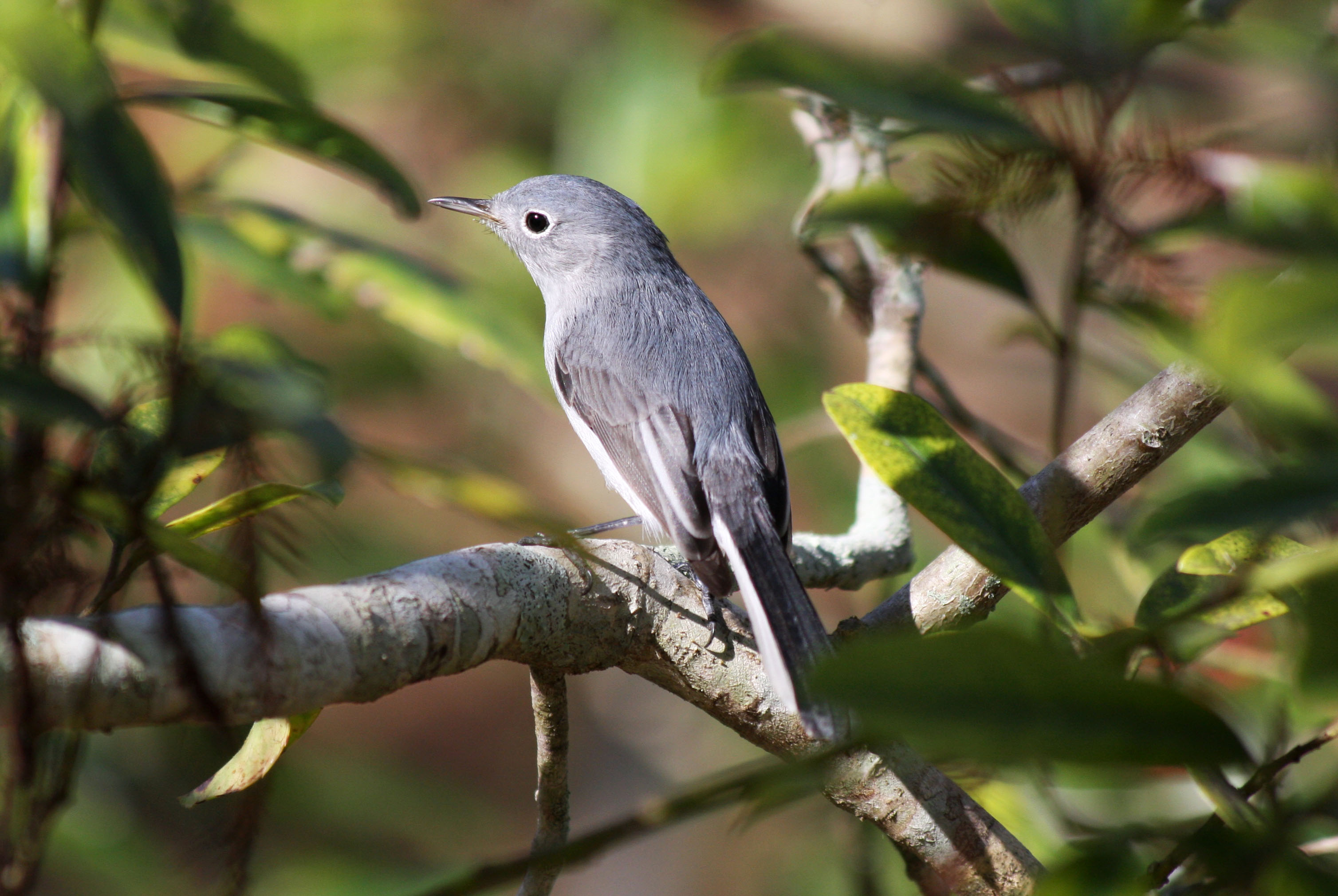 Avise's Birds of the World